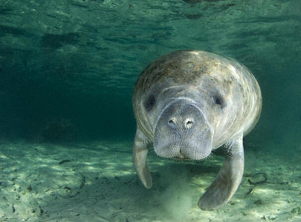 River Cruise Tour with Manatee Viewing - An In-Depth Look at the Experience
