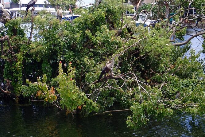 River Cruise Tour with Manatee Viewing - Final Thoughts