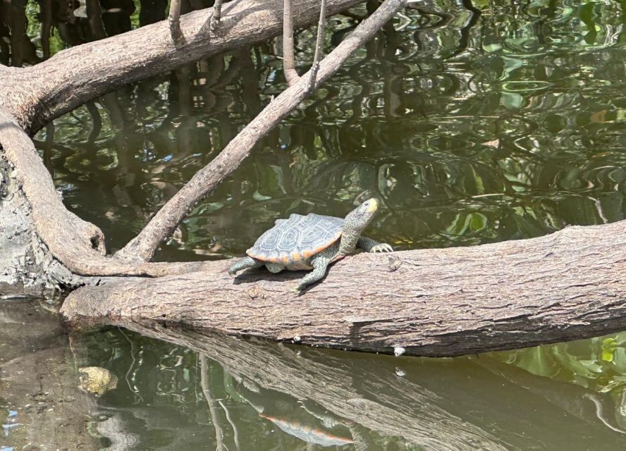 Robinson Preserve Mangrove Tour - Final Thoughts