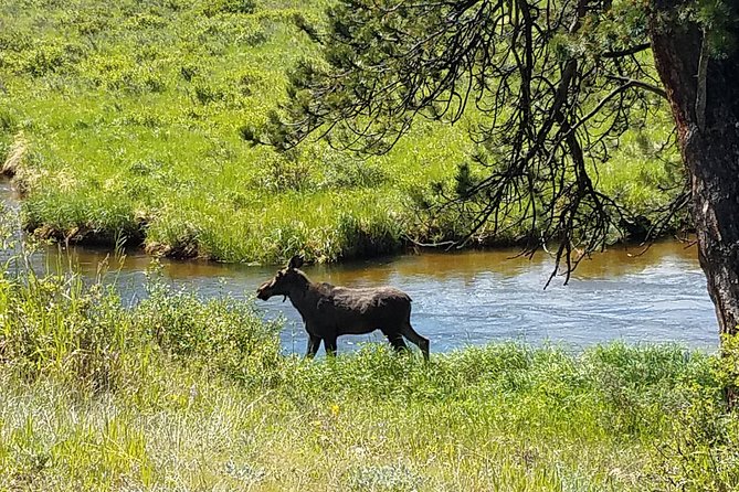 Rocky Mountain National Park in Summer Tour from Denver - Summary: Who Is This Tour Perfect For?