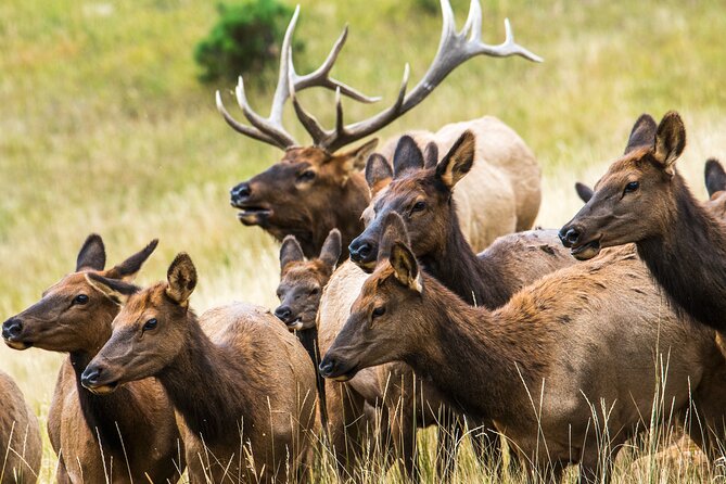 Rocky Mountain National Park - Private Hiking Tour - Who Should Consider This Tour?
