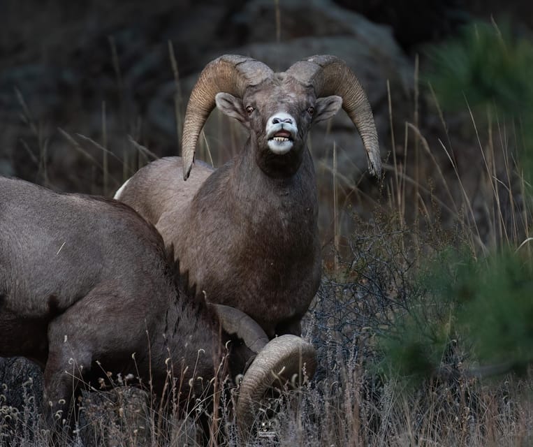 Rocky Mountain National Park: Private Wildlife Hiking Tour - An In-Depth Look at the Rocky Mountain National Park Private Hiking Tour