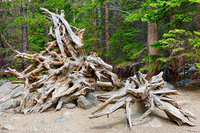 Rocky Mountain National Park Tour from Denver - The Sum Up: Is This Tour Worth It?