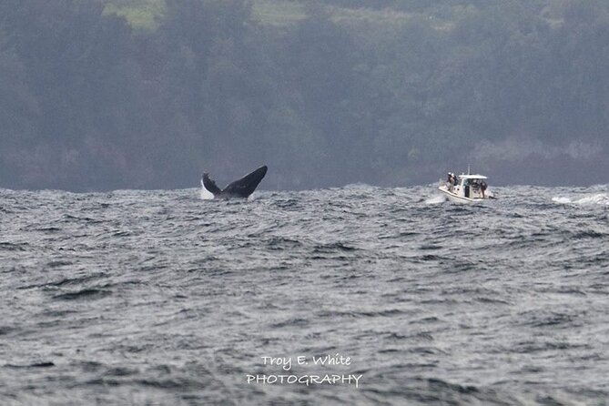 Royal Humpback Whale Exploration - Exploring the Royal Humpback Whale Exploration Tour: An In-Depth Review