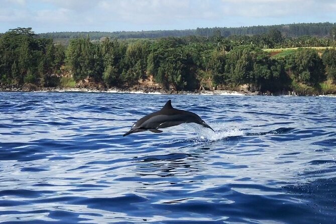 Royal Humpback Whale Exploration - Key Points