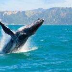 Royal Humpback Whale Exploration - Why Choose the Royal Humpback Whale Exploration?