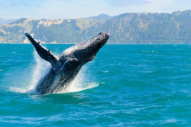 Royal Humpback Whale Exploration - Why Choose the Royal Humpback Whale Exploration?
