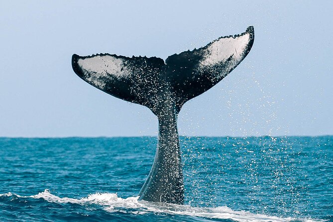 Royal Humpback Whale Exploration - What the Reviews Reveal