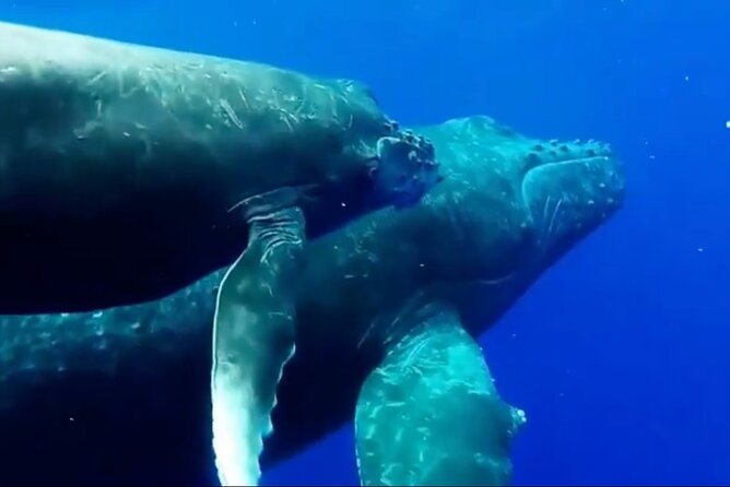 Royal Humpback Whale Exploration - Practical Details and Tips