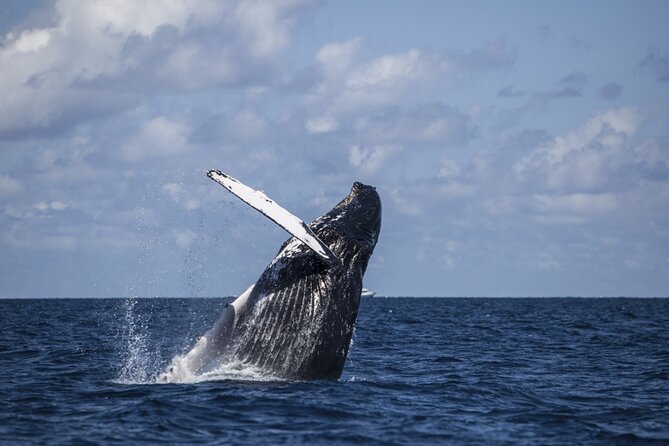Royal Humpback Whale Exploration - The Sum Up: Who is This Tour Perfect For?