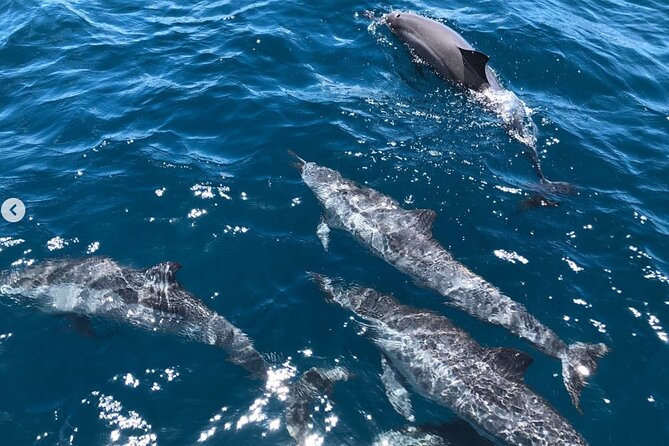 Royal Humpback Whale Exploration - FAQ
