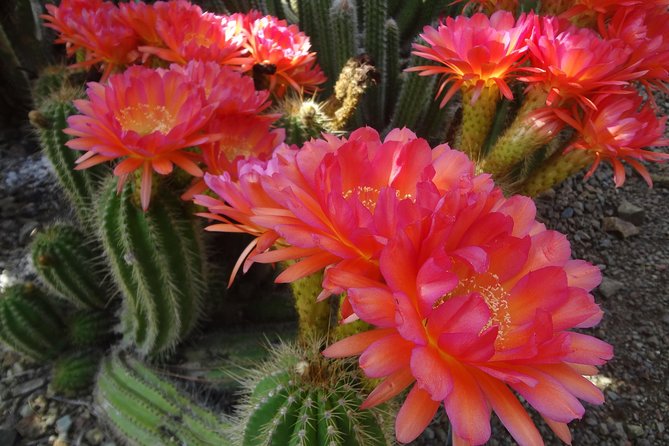 Ruth Bancroft Garden General Admission Ticket - FAQs