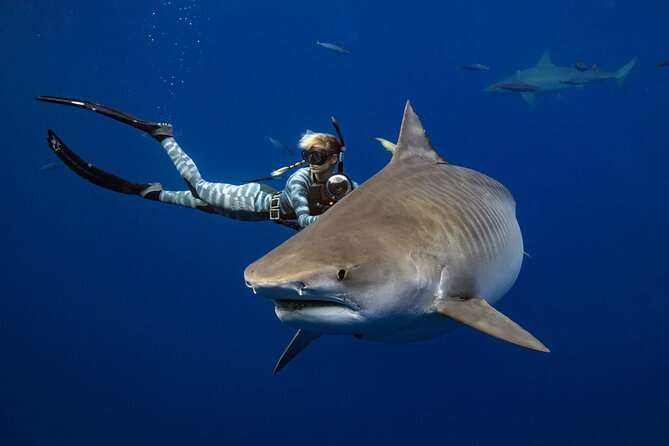 Safe and Educational Shark Dive from Haleiwa: Sharks Guaranteed - An In-Depth Look at the Shark Dive Experience