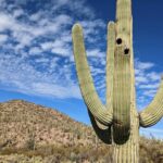 Saguaro National Park Self-Guided Audio Tour - In-Depth Breakdown of the Itinerary