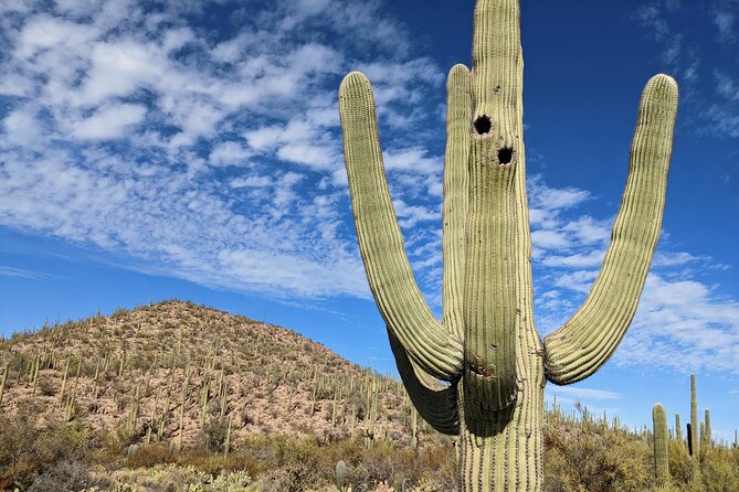 Saguaro National Park Self-Guided Audio Tour - In-Depth Breakdown of the Itinerary