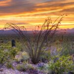 Saguaro NP and Mt. Lemmon Self Guided Driving Audio Tour Bundle - User Experience and Practical Insights
