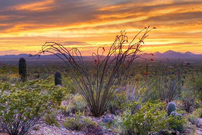 Saguaro NP and Mt. Lemmon Self Guided Driving Audio Tour Bundle - User Experience and Practical Insights