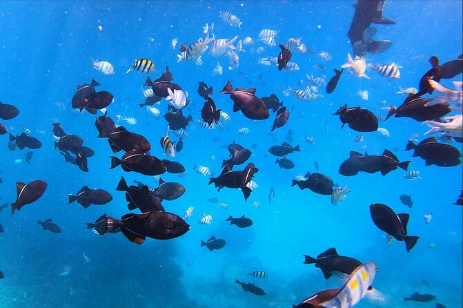 Sail and Turtle Snorkeling Tour in Waikiki - In Summary