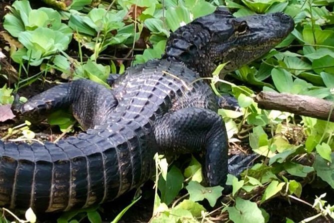 Saint Petersburg Preserve Bike Tour - In-Depth Look at the Boyd Hill Nature Preserve Bike Tour