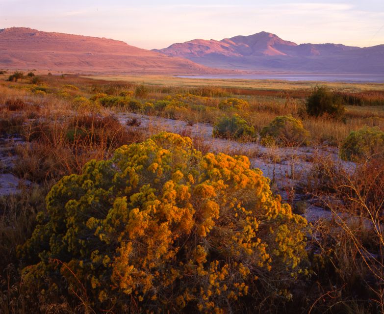 Salt Lake City: Great Salt Lake Antelope Island Guided Tour - An In-Depth Look at the Tour Experience