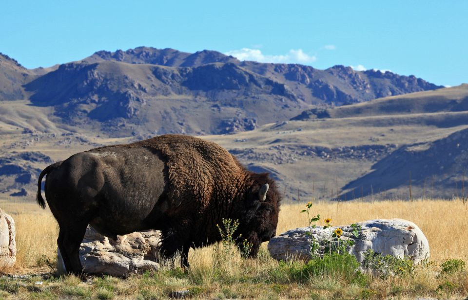 Salt Lake City: Great Salt Lake Antelope Island Guided Tour - Final Thoughts