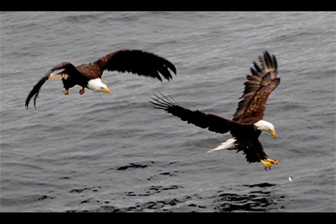 Saltwater Expedition Sightseeing & Wildlife - 6 Passenger Boat - Key Points