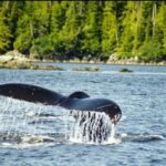 Saltwater Expedition Sightseeing & Wildlife - 6 Passenger Boat - FAQ