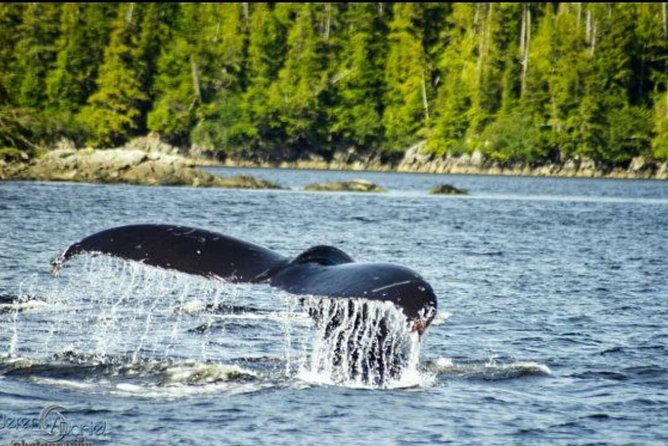 Saltwater Expedition Sightseeing & Wildlife - 6 Passenger Boat - FAQ