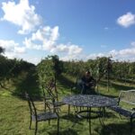 San Antonio: Fredericksburg Wineries Day Trip with Tastings - What’s Included and What’s Not