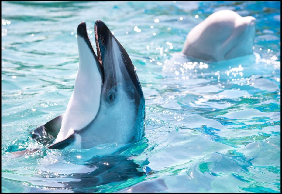 San Antonio: SeaWorld Skip-the-Line Park Admission Ticket - Adding the Howl-O-Scream Experience