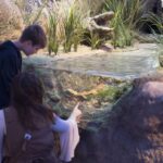 San Antonio: Witte Museum Admission Ticket - Value for Money and Practical Tips