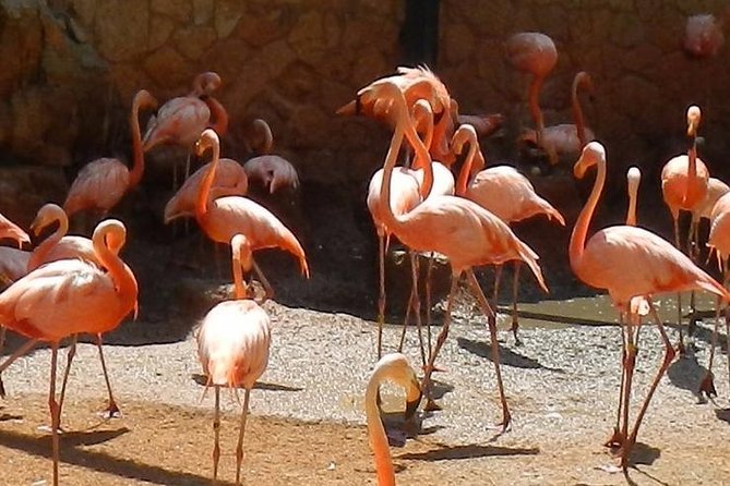 San Antonio Zoo General Admission Ticket - Detailed Breakdown of the Itinerary