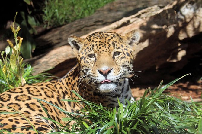 San Antonio Zoo General Admission Ticket - Authentic Insights from Visitors