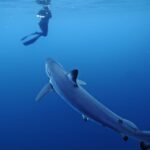 San Diego: Blue Shark Offshore Snorkel Adventure! - What’s Included and What to Consider