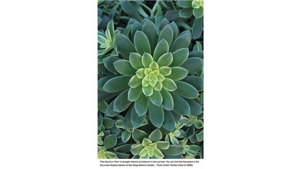 San Diego Botanical Garden Entry Ticket and Transportation - An In-Depth Look at the San Diego Botanical Garden Tour
