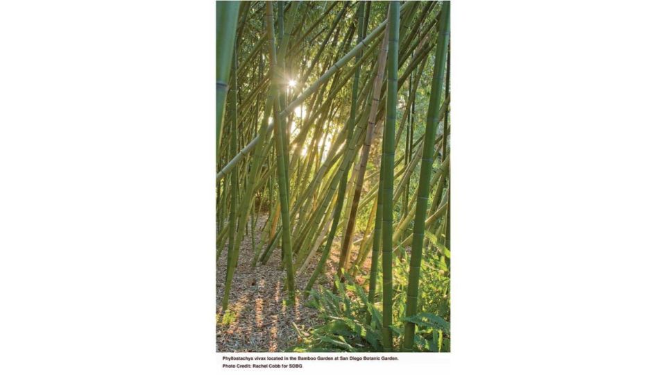 San Diego Botanical Garden Entry Ticket and Transportation - Final Thoughts