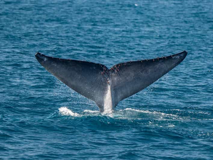 San Diego: Dolphin and Whale-Watching Sunset Cruise - Introduction