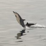 San Diego: Dolphin and Whale-Watching Sunset Cruise - The Experience Breakdown