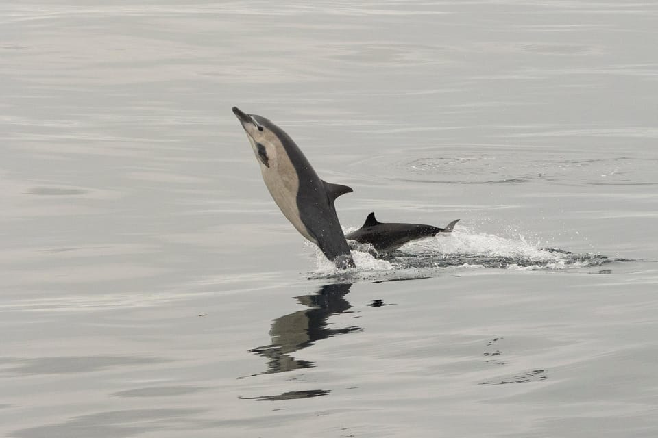 San Diego: Dolphin and Whale-Watching Sunset Cruise - The Experience Breakdown