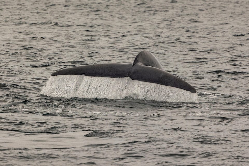 San Diego: Dolphin and Whale-Watching Sunset Cruise - Authentic Insights from Reviewers