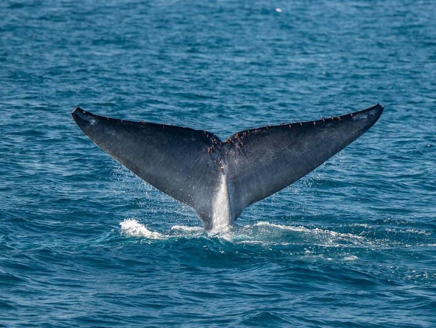 San Diego: Dolphin and Whale-Watching Sunset Cruise - The Sum Up