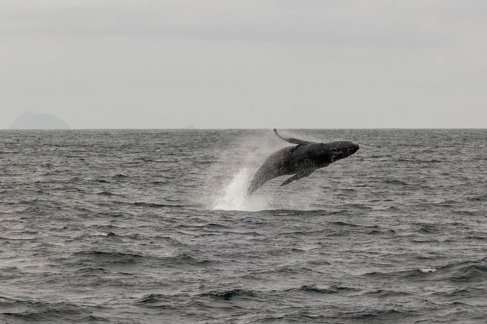 San Diego: Dolphin and Whale-Watching Sunset Cruise - FAQ