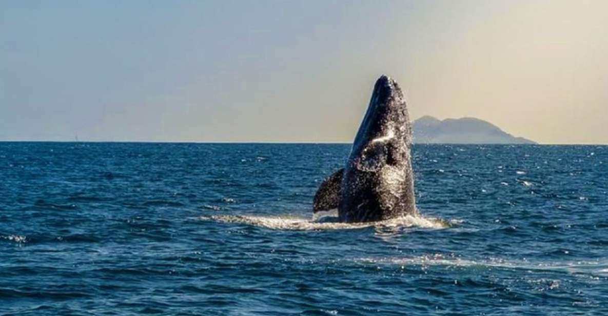 San Diego: Half-Day Marine Wildlife Tour with Lunch - Exploring the Itinerary and Experience