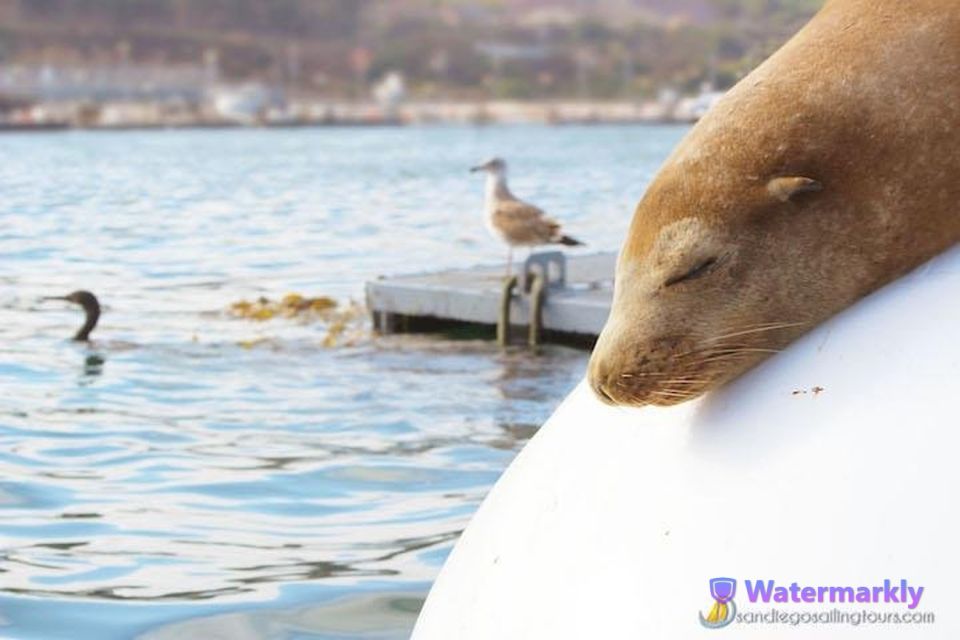 San Diego: Half-Day Marine Wildlife Tour with Lunch - Who Will Love This Tour?