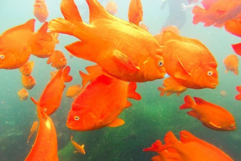 San Diego: La Jolla Cove Guided Snorkeling Tour - An In-Depth Look at the La Jolla Cove Snorkeling Tour