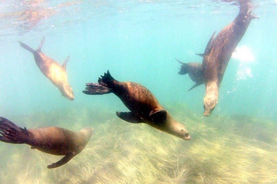 San Diego: La Jolla Cove Guided Snorkeling Tour - Who Will Love This Tour
