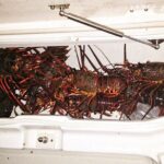San Diego Lobster Hoop Netting Charter up to 6 People - Final Thoughts: Who Is This Tour Best For?