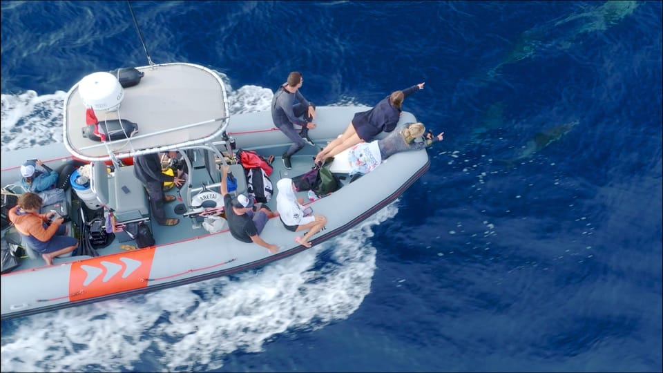 San Diego Ocean Safari: 6-Hour Snorkel Adventure! - What to Expect from Your San Diego Ocean Safari
