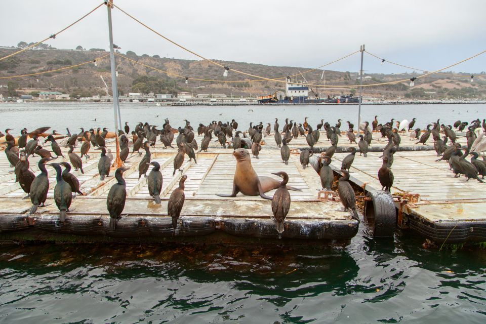 San Diego: SEAL City Tour by Amphibious Bus - Key Points
