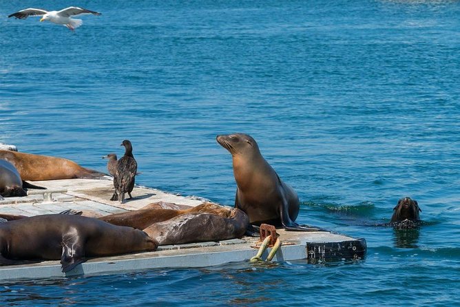 San Diego Seal Tour - Practical Tips for Your Trip